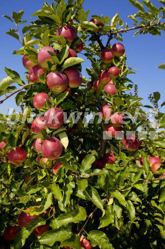 blickwinkel - Apfelbaum, Kultur-Apfel (Malus domestica 'Ping', Malus ...