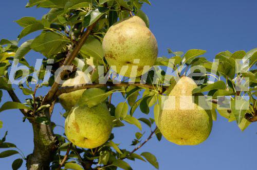 blickwinkel - Kultur-Birne, Birne, Birnbaum (Pyrus communis 'Highland ...