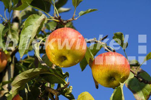 blickwinkel - Apfelbaum, Kultur-Apfel (Malus domestica 'Pinova', Malus ...