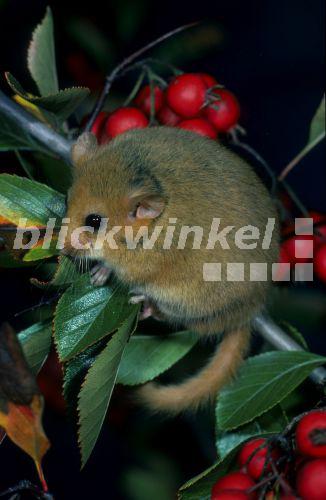 blickwinkel - Haselmaus, Hasel-Maus (Muscardinus avellanarius ...