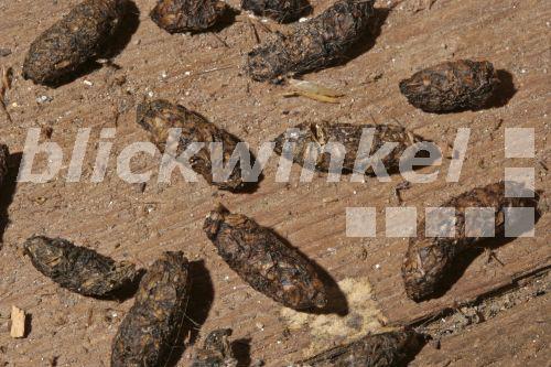 blickwinkel - Wanderratte, Wander-Ratte (Rattus norvegicus), Losung ...