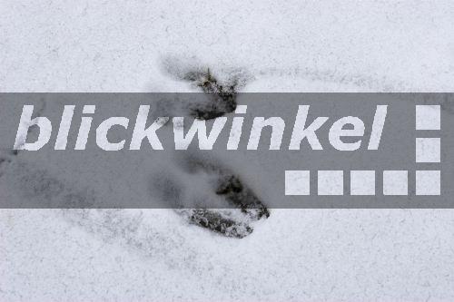 blickwinkel - Rothirsch, Rot-Hirsch, Edelhirsch, Edel-Hirsch, Rotwild ...