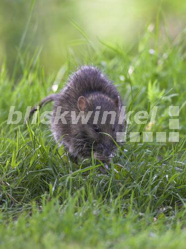 blickwinkel - Wanderratte, Wander-Ratte (Rattus norvegicus), in Wiese ...