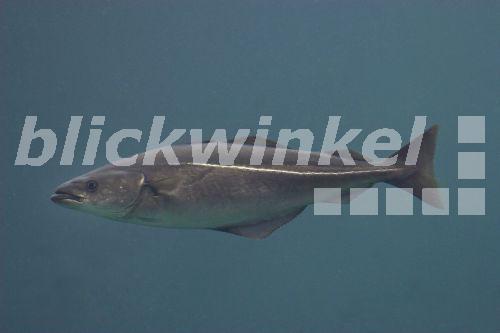 blickwinkel - Koehler, Seelachs, Blaufisch (Pollachius virens ...