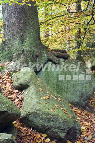 blickwinkel - Gemeine Fichte, Rottanne, Gewoehnliche Fichte (Picea ...