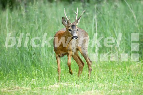 blickwinkel - Europaeisches Reh (Capreolus capreolus), Maennchen ...