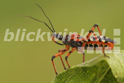blickwinkel - Zornige Raubwanze, Zornige Raub-Wanze, Rote Mordwanze ...