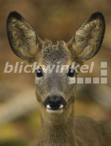 blickwinkel - Europaeisches Reh (Capreolus capreolus), Rehbock ...
