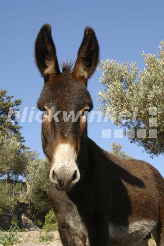 blickwinkel - Esel (Equus asinus f. asinus), Portrait, Spanien ...
