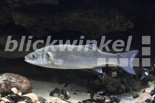 blickwinkel - Wolfsbarsch, Wolfs-Barsch, Seebarsch, See-Barsch ...