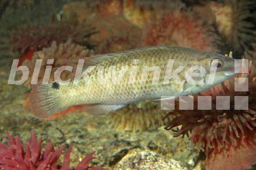 blickwinkel - Felsenbarsch, Felsen-Barsch, Klippenbarsch, Klippen ...