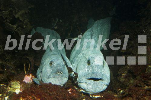 blickwinkel - Seewolf, Gestreifter Seewolf, Kattfisch, Katfisch ...