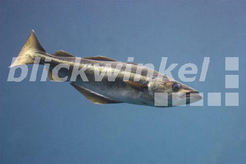 blickwinkel - Pollack, Heller Seelachs, Steinkoehler, Kalmueck ...