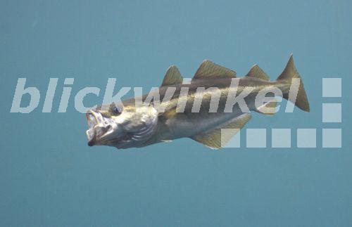 blickwinkel - Pollack, Heller Seelachs, Steinkoehler, Kalmueck ...