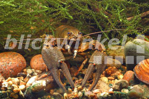 blickwinkel - Edelkrebs, Edel-Krebs, Flusskrebs, Fluss-Krebs ...