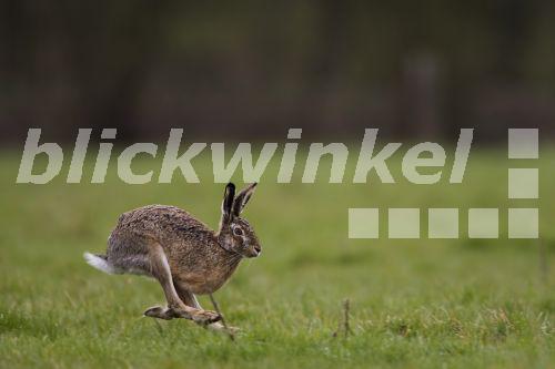 blickwinkel - Europaeischer Hase, Europaeischer Feldhase (Lepus ...