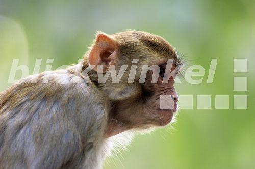 blickwinkel - Rhesusaffe, Rhesus-Affe, Rhesusmakak, Rhesus-Makak ...
