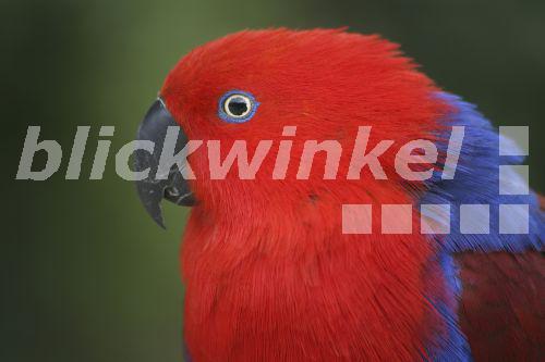 blickwinkel - Edelpapagei, Edel-Papagei (Eclectus roratus), Weibchen ...