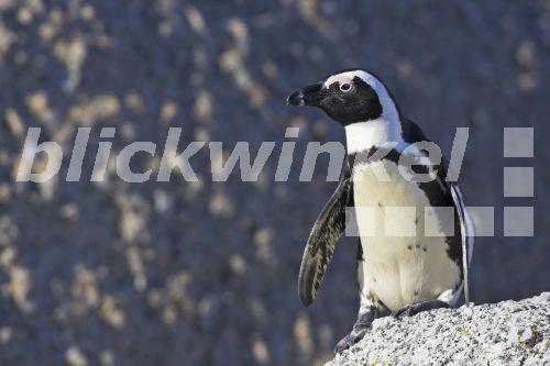 blickwinkel - Brillenpinguin, Brillen-Pinguin (Spheniscus demersus ...