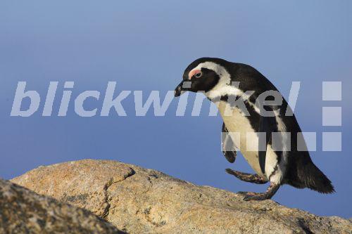 blickwinkel - Brillenpinguin, Brillen-Pinguin (Spheniscus demersus ...