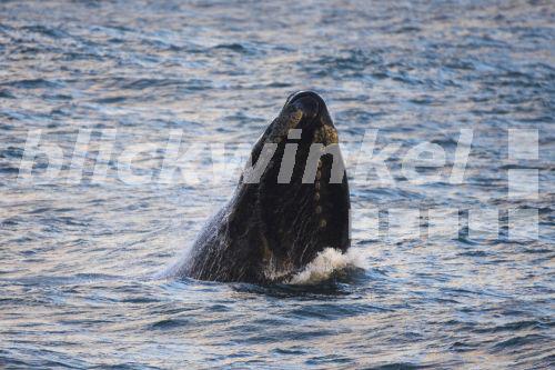 blickwinkel - Suedkaper, Suedlicher Glattwal (Eubalaena australis ...