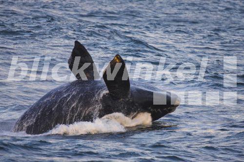 blickwinkel - Suedkaper, Suedlicher Glattwal (Eubalaena australis ...