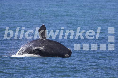 blickwinkel - Suedkaper, Suedlicher Glattwal (Eubalaena australis ...