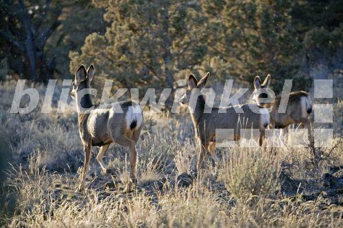 blickwinkel - Schwarzwedelhirsch, Maultierhirsch (Odocoileus hemionus ...