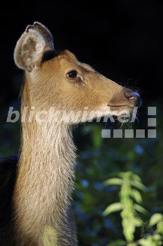 blickwinkel - Zackenhirsch, Zacken-Hirsch, Barasingha, Barasinghahirsch ...