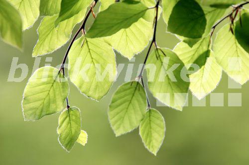blickwinkel - Rotbuche, Rot-Buche, Buche (Fagus sylvatica), Buchenlaub ...
