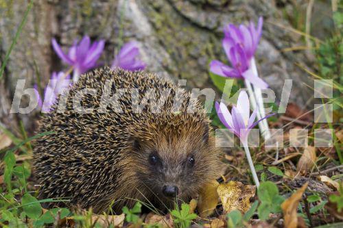 blickwinkel - Europaeischer Igel, Westeuropaeischer Igel, Westigel ...