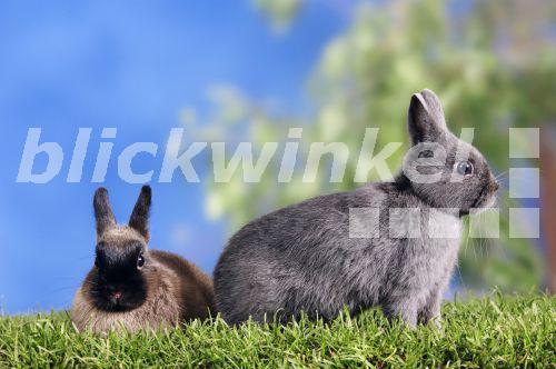 blickwinkel - Zwergkaninchen, Zwerg-Kaninchen (Oryctolagus cuniculus f ...
