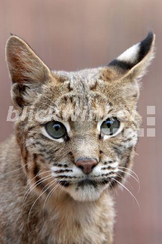 blickwinkel - Rotluchs, Rot-Luchs, Luchskatze, Luchs-Katze (Lynx rufus ...