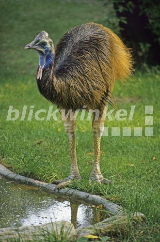 blickwinkel - Helmkasuar, Helm-Kasuar (Casuarius casuarius ...