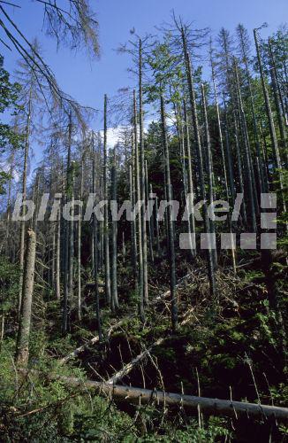 blickwinkel - Gemeine Fichte, Rottanne, Gewoehnliche Fichte (Picea ...