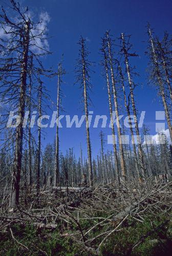 blickwinkel - Gemeine Fichte, Rottanne, Gewoehnliche Fichte (Picea ...