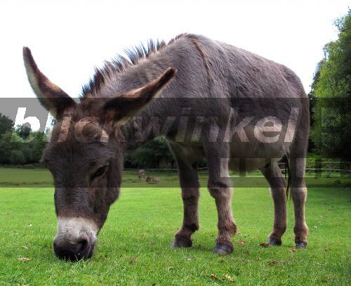 blickwinkel - Esel (Equus asinus f. asinus), Grasender Esel - domestic ...