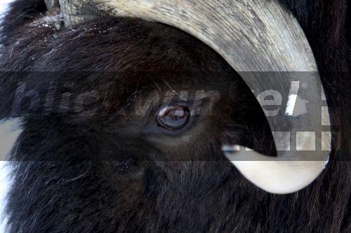 blickwinkel - Moschusochse, Moschus-Ochse, Bisamochse, Bisam-Ochse ...