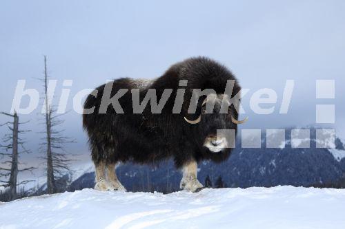blickwinkel - Moschusochse, Moschus-Ochse, Bisamochse, Bisam-Ochse ...