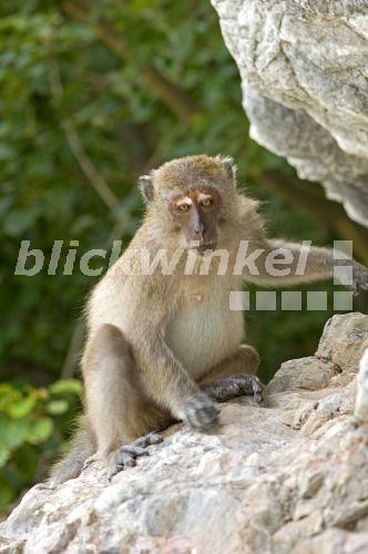 blickwinkel - Javaneraffe, Javaner-Affe, Langschwanzmakak, Langschwanz ...