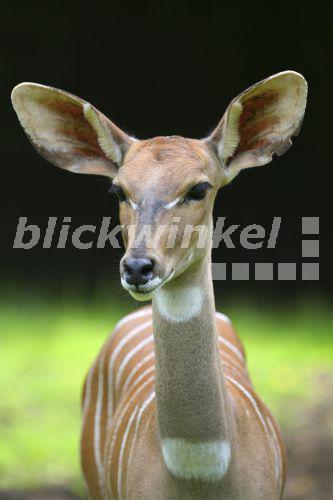 blickwinkel - Kleiner Kudu (Tragelaphus imberbis), Portraet - lesser ...