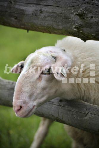 blickwinkel - Hausschaf (Ovis ammon f. aries), Schaf auf einer Weide ...