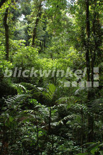 blickwinkel - Biologisches Nebelwald-Reservat Monteverde, Costa Rica ...