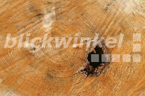 blickwinkel - Gemeine Fichte, Rottanne, Gewoehnliche Fichte (Picea ...