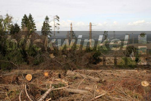 blickwinkel - Gemeine Fichte, Rottanne, Gewoehnliche Fichte (Picea ...