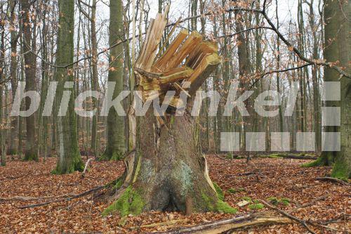 blickwinkel - Gemeine Fichte, Rottanne, Gewoehnliche Fichte (Picea ...
