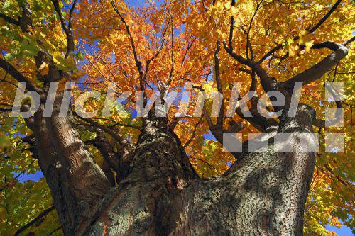 blickwinkel - Ahorn (Acer spec.), Baumstamm mit Baumkrone in ...