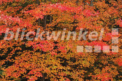 blickwinkel - Ahorn (Acer spec.), Ahornbaum in Herbstfaerbung, Kanada ...