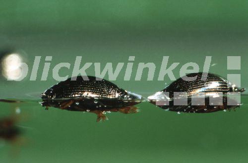 blickwinkel - Gemeiner Taumelkaefer, Taumelkaefer (Gyrinus substriatus ...