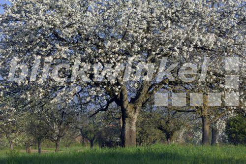 blickwinkel - Suess-Kirsche, Suesskirsche, Kirschbaum, Kirsch-Baum ...